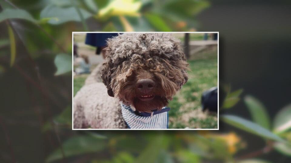 Residents rally for Carolina Jessamine ban after pup's tragic death ...
