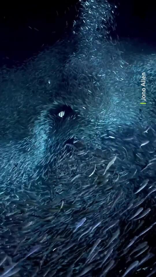 A school of fish is a group of the same species a shoal is when ...