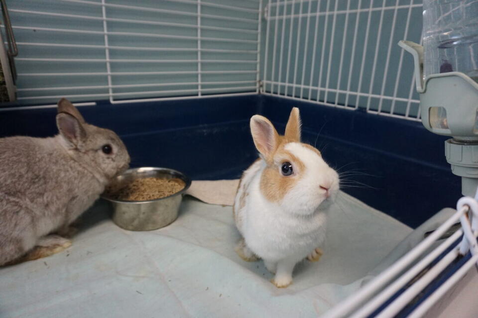 Seized animals from Cornell find refuge at Delta Animal Shelter - NewsBreak