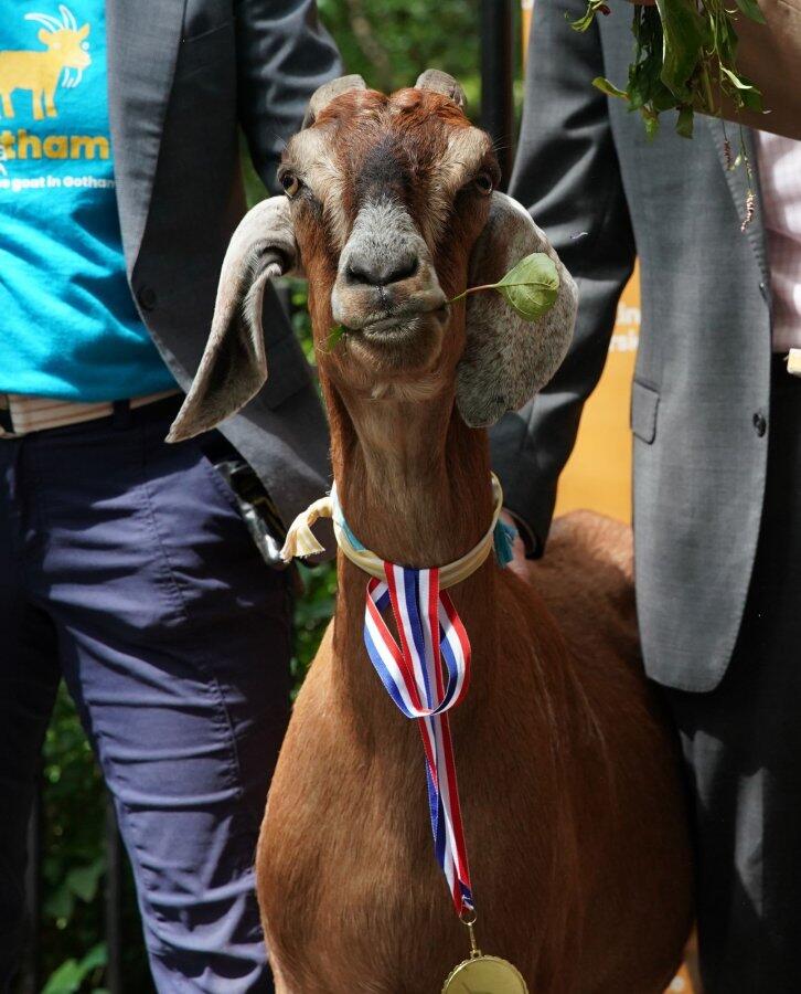 Hoofed hilarity: Five odd tales of GOATed goats - NewsBreak