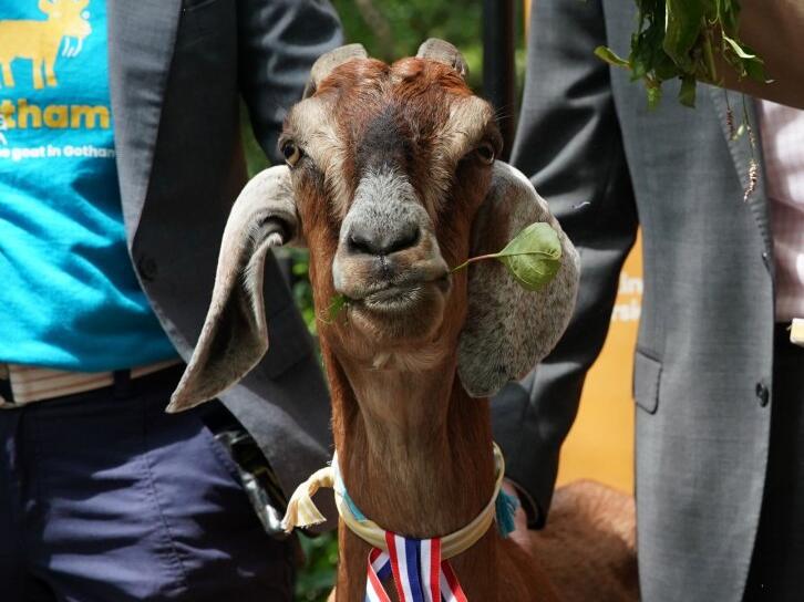 Hoofed hilarity: Five odd tales of GOATed goats