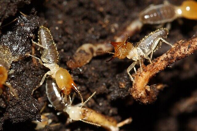 8 Things To Do If You Find Termites In Your Garden Bed - NewsBreak
