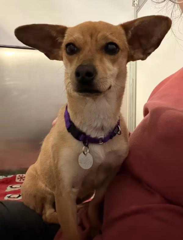 🐶 Playful, Gentle & Loyal Dogs Ready for Adoption in Milpitas - NewsBreak