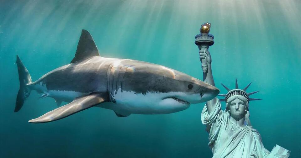 13 Sharks in New York Waters You Need to Know About - NewsBreak