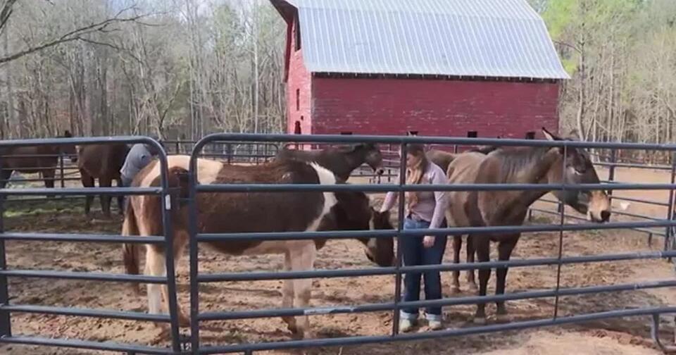NC: MULES THAT HELPED HELENE VICTIMS KILLED - NewsBreak