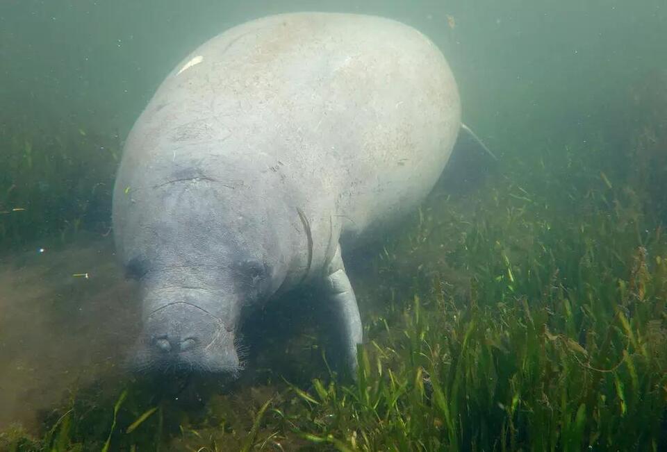 Manatee Spotted Off New England Coast For The First Time in Years ...