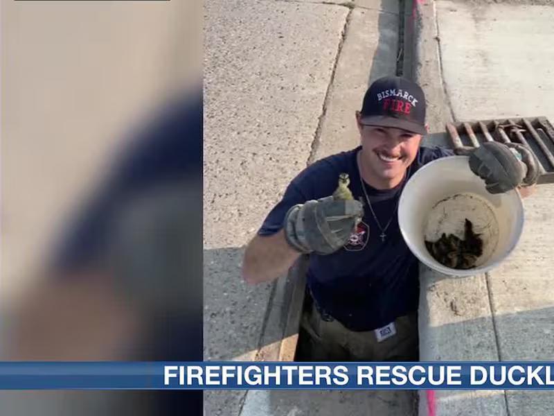 Bismarck firefighters rescue ducklings from sewer drain