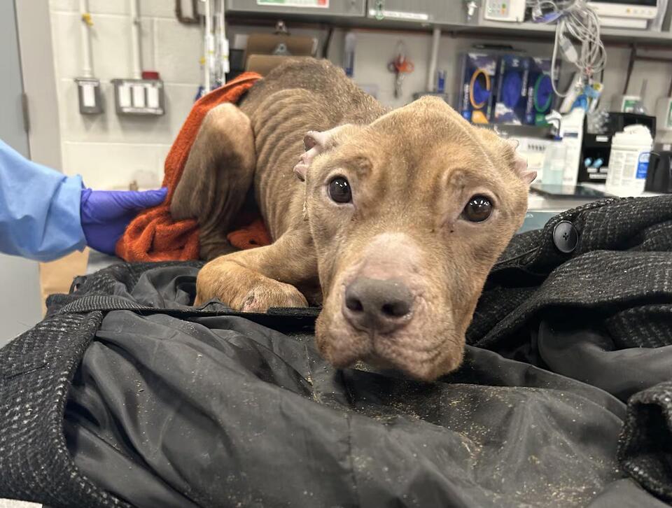 Dolly, stray dog found emaciated in Lexington, has died, MSPCA says ...