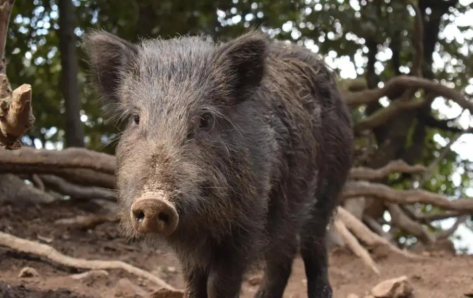 3 Types of Feral Pigs in North Carolina (Pictures and Identification ...