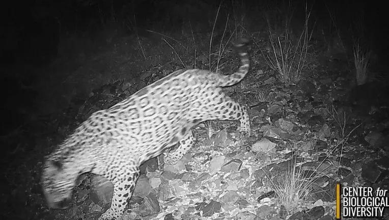 'Cinco': Rare jaguar spotted roaming southern Arizona mountains - NewsBreak