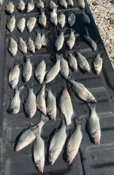 Carroll County, IN – Fisherman Cited for 4X White Bass Limit at Oakdale ...