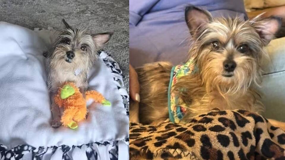 A Yorkie/Yorkshire Terrier, 3-year-old mix pup named Peanut, seeks a ...