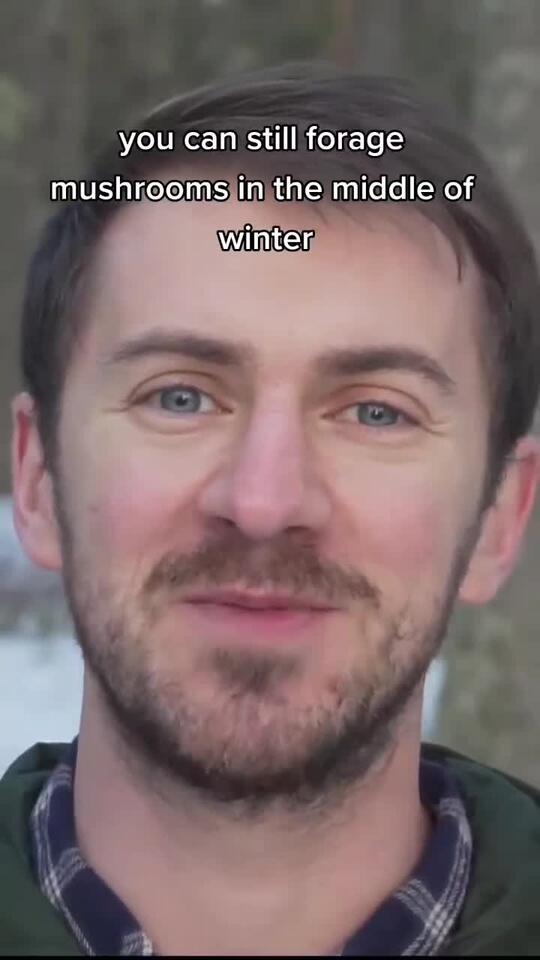 Frozen Amber Jelly Roll Mushrooms foraging fungi mushrooms cottagecore ...