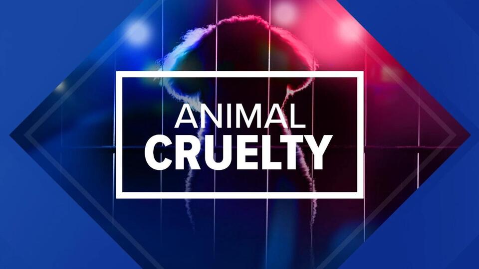 PD: Windber couple accused of abandoning dogs in frigid temps after 5 ...