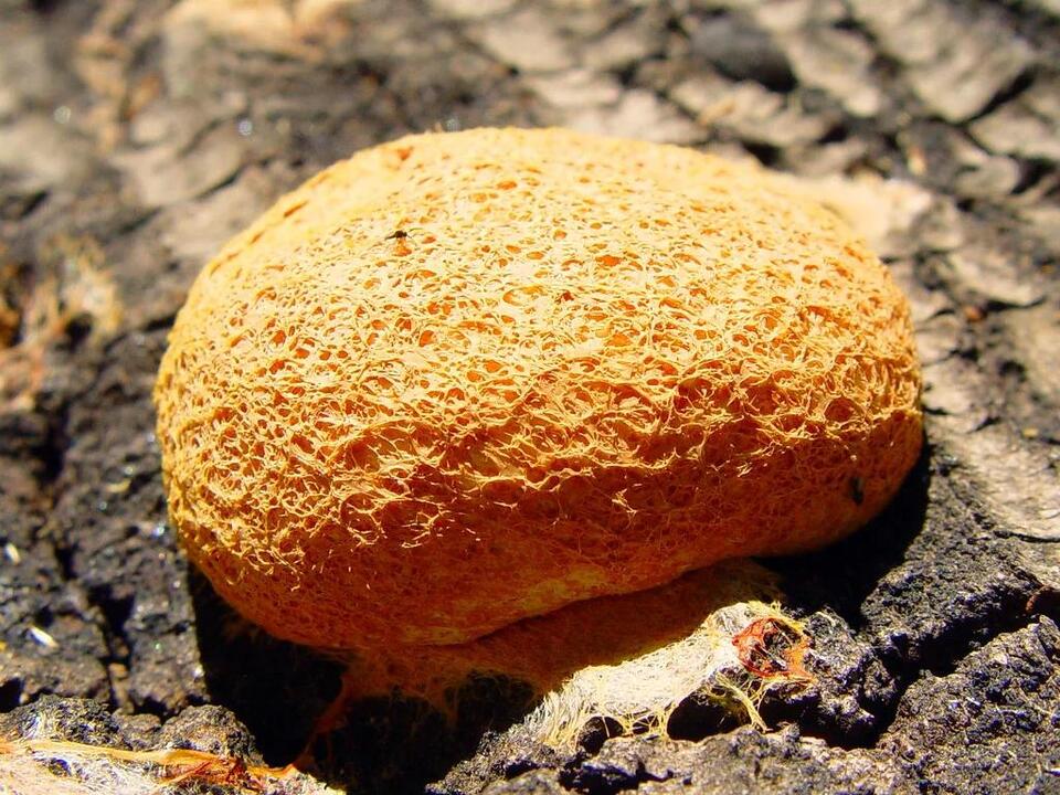 The Slime Mold That Solves Mazes Without a Brain - NewsBreak