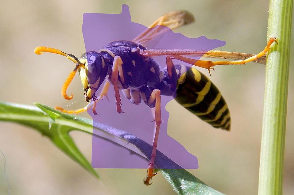 Here’s Why There Are So Many Wasps in Minnesota Right Now - NewsBreak