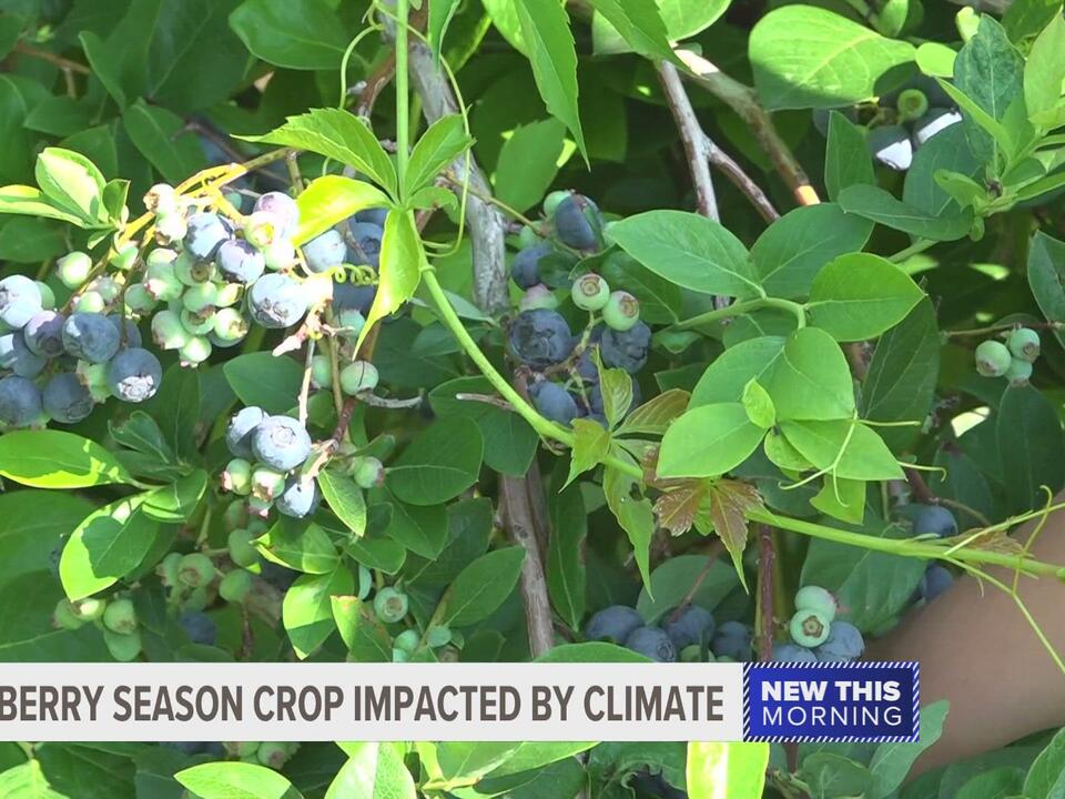 Study finds blueberry crop in West Michigan impacted by changing climate