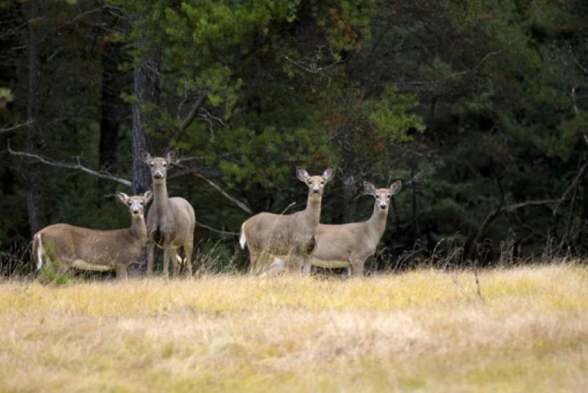 State's first regional deer cull could be approved this week, involving ...