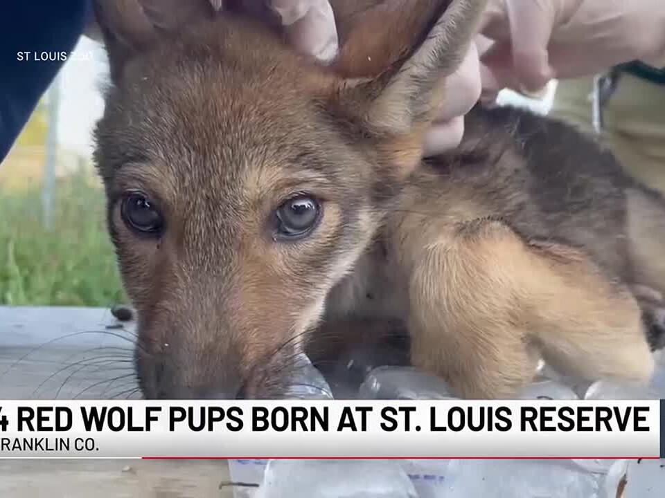 Saint Louis Zoo celebrates birth of 4 red wolves at Wildlife Reserve in ...