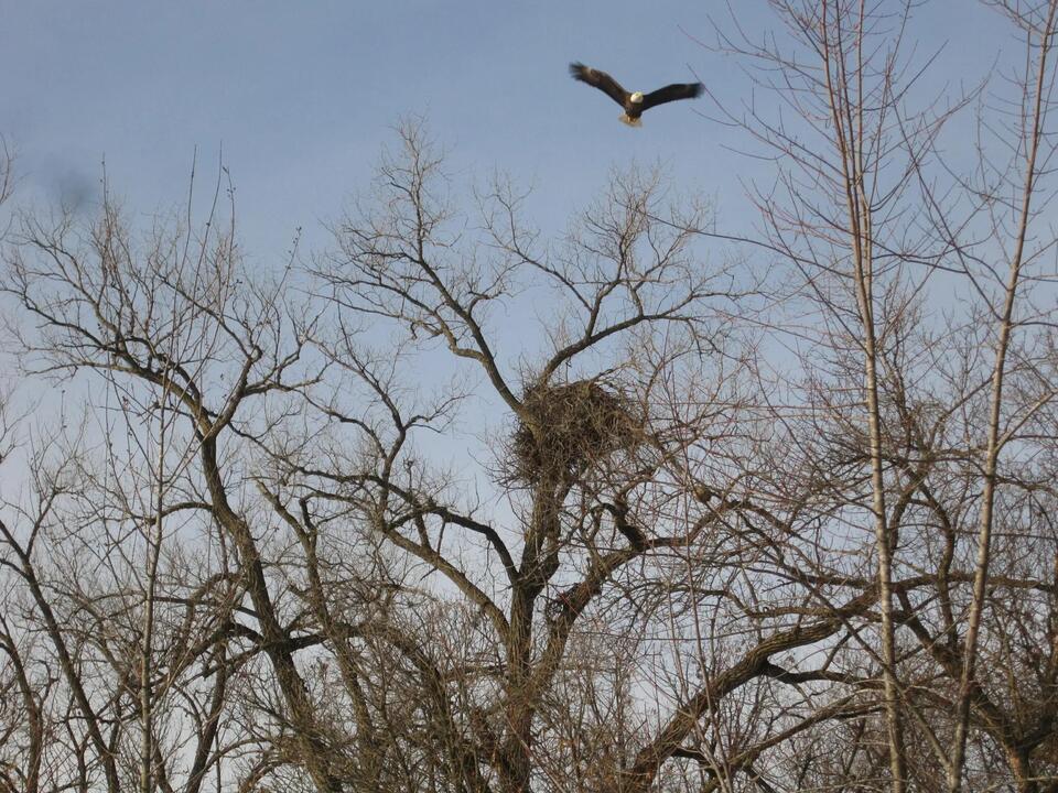 Afton State Park phenology, March 6 to 12 - NewsBreak