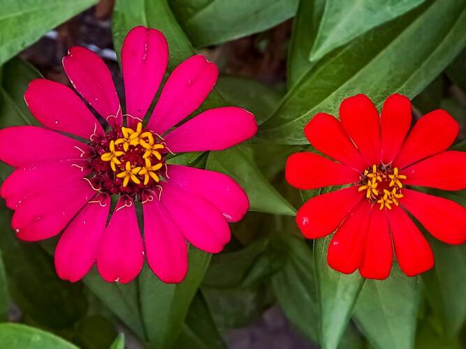10 Disease-Resistant Plants and Flowers for a Hardier, Healthier Garden