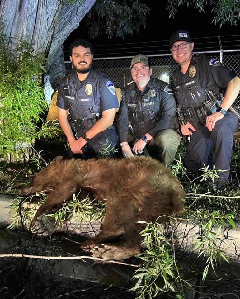 Officers Chase Small Brown Bear All Over Utah City Before Releasing It ...