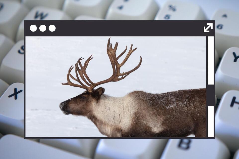 Gaylord Launches Live Elk Webcam for Winter Viewing - NewsBreak