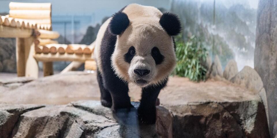 Giant Pandas Will Make Their Public Debut Jan. 24 at Smithsonian’s ...