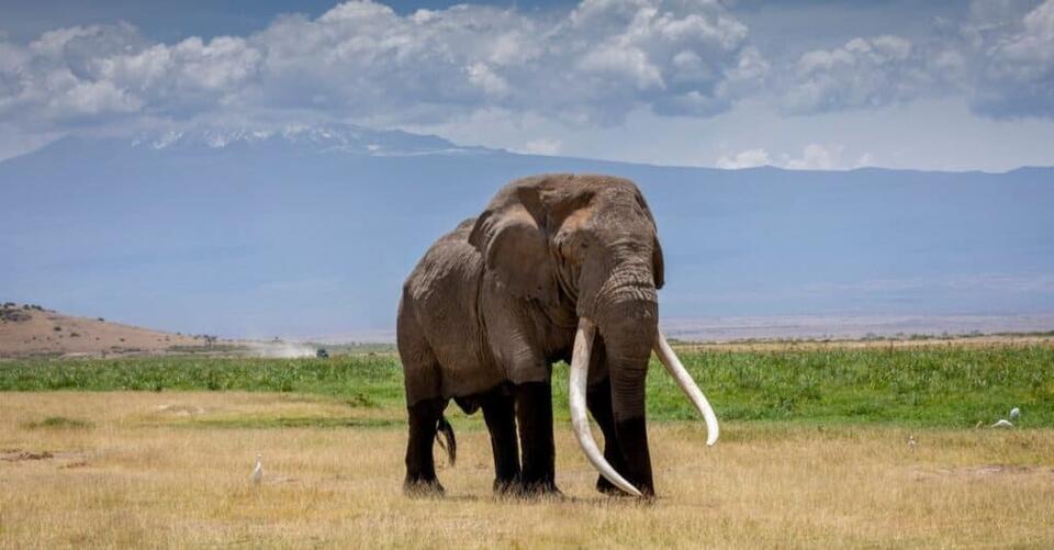 The Multifaceted Role of Elephant Tusks: Tools, Weapons, and Cultural ...