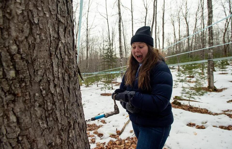 I learned how to tap your own maple trees so you can too - NewsBreak