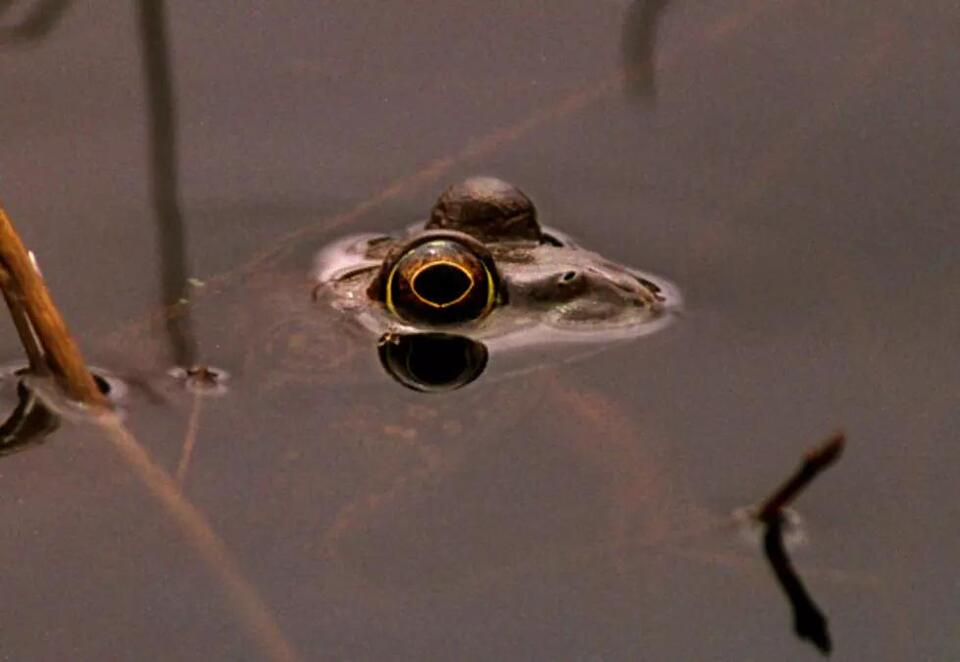 Residents In New York State Overcome With “Frog Fever” - NewsBreak