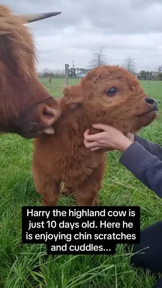 Harry, the highland cow is just 10 days old here is enjoying Chin ...