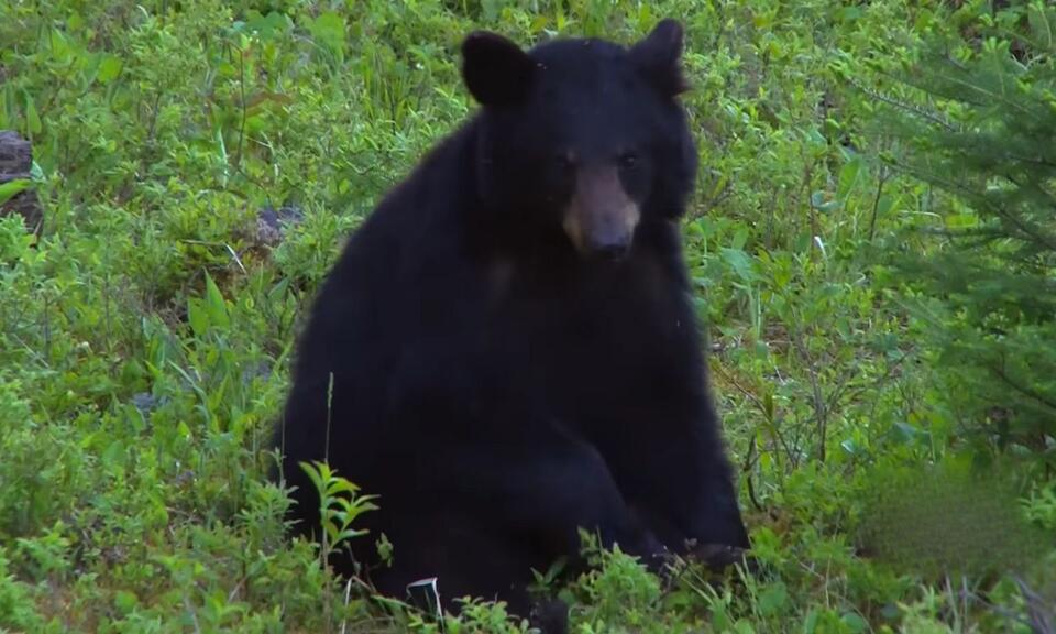 Huge 717-pound, 7 feet 5 inches tall black bear bagged by hunter in ...