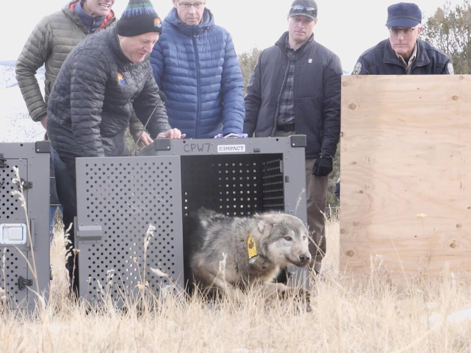 One of Colorado’s reintroduced wolves is dead, another is likely ...