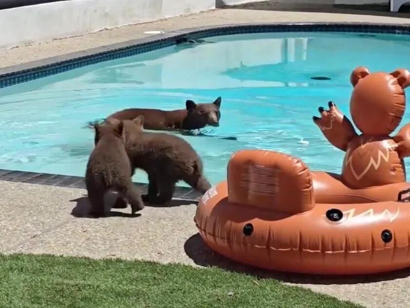 Bear Family Invades a Backyard Pool for Cutest Swim Lesson Ever