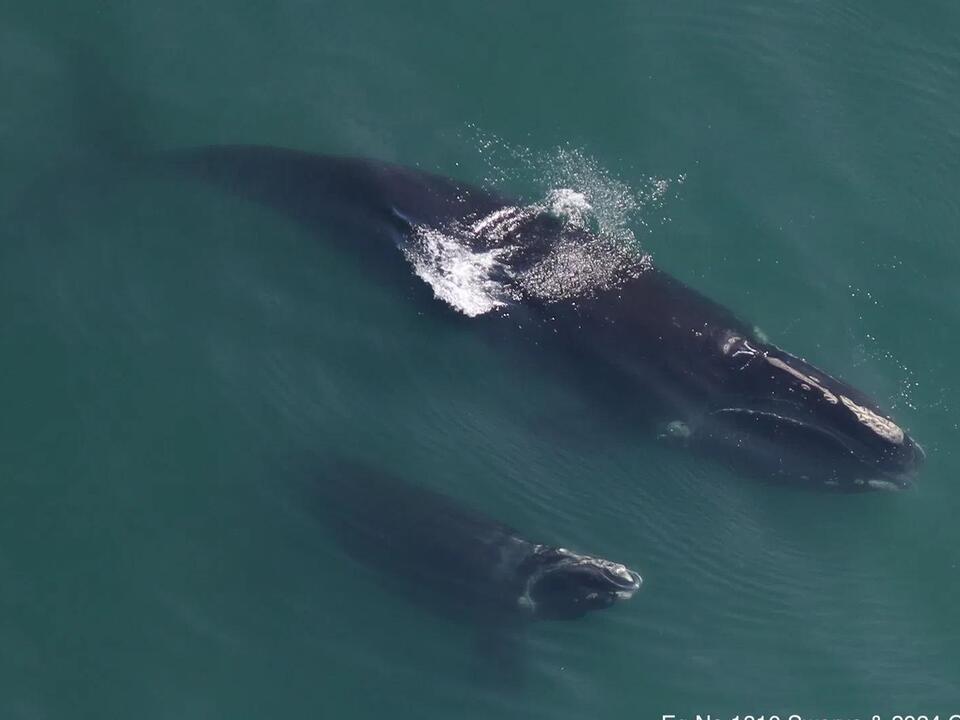 5 North Atlantic right whale mother and calf pairs seen off coast of ...