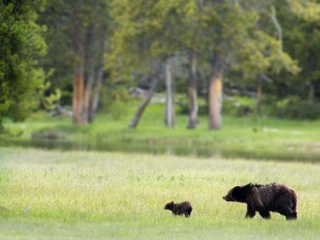 Yes, Bears Prowl Cobb County, So Be Aware and Stay Bear Wise with ...