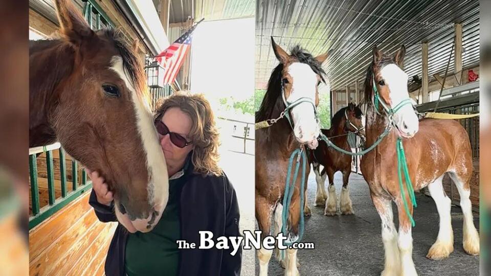 Suttler Post Farm Hosts Evening With The Clydesdales This Friday ...