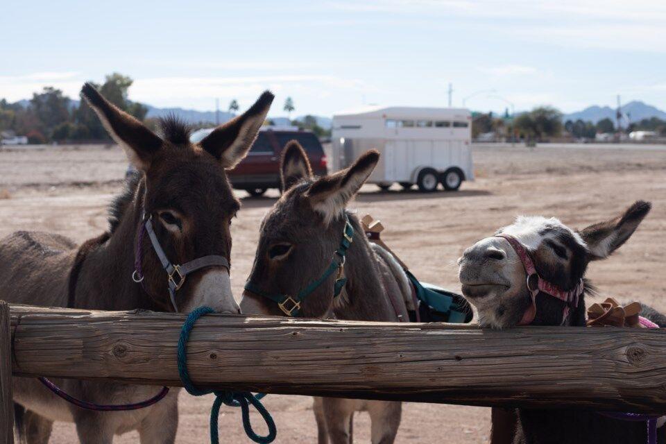 Things to do: Spend your day with donkeys in Queen Creek - NewsBreak