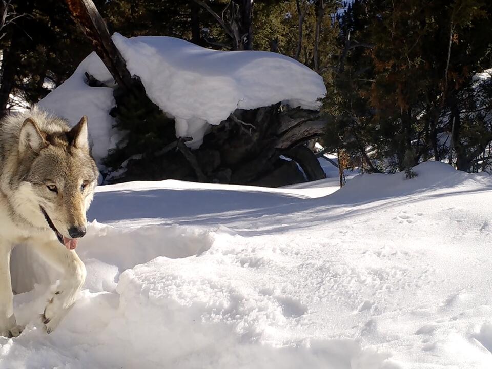 Yellowstone National Park’s oldest wolf gave birth to 3 pups this spring