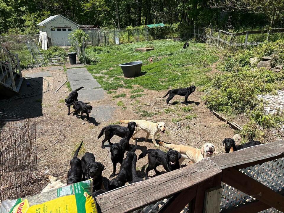 CARE of DC Answers The Call In New Animal Cruelty Case - NewsBreak