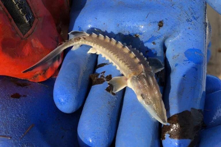EPA approves long-awaited protections for endangered fish in the ...