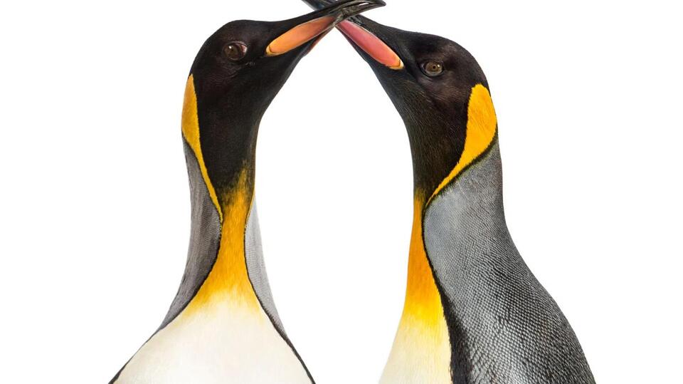 Russian journal banned from writing on same-sex animal behavior without ...