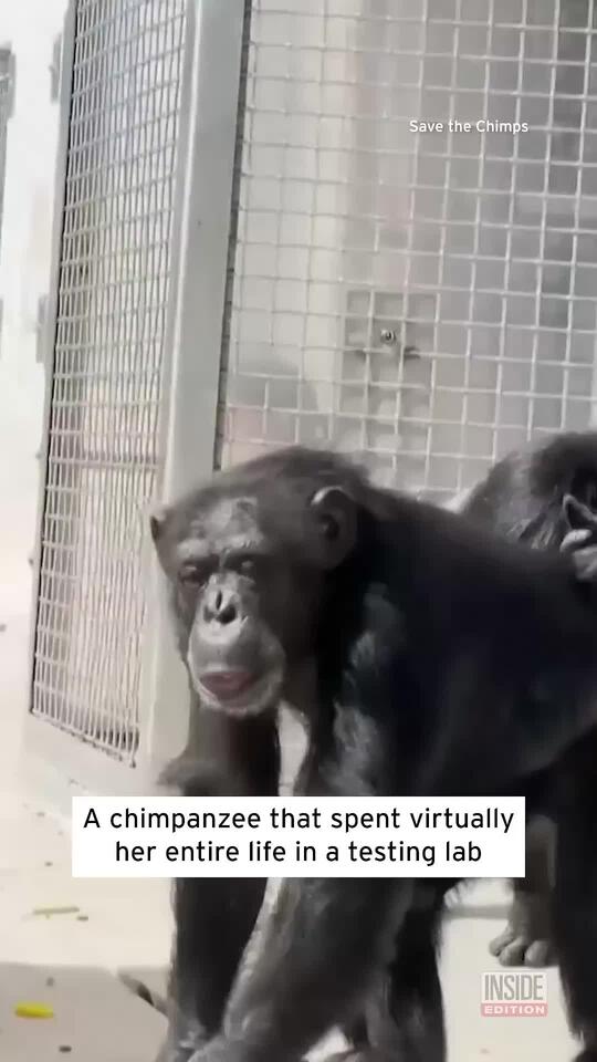 Chimp Freed From Testing Facility Gazes in Wonder at Sun - NewsBreak