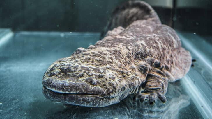 The World’s Largest Amphibian: Chinese Giant Salamander - NewsBreak