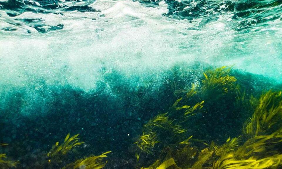A notorious aquatic weed is pushing north, a new forecast maps where it ...