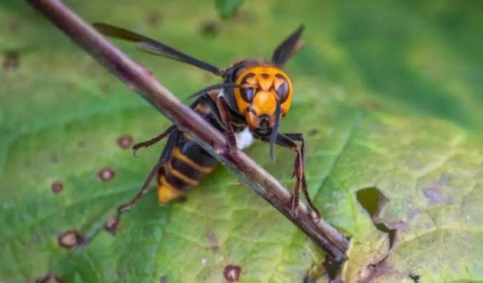Giant Asian (Northern) Murder Hornet Eradicated in WA, Say Officials ...