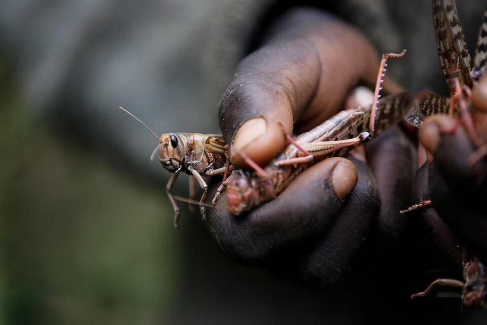 Larger locust outbreaks are a risk of more erratic weather, scientists ...
