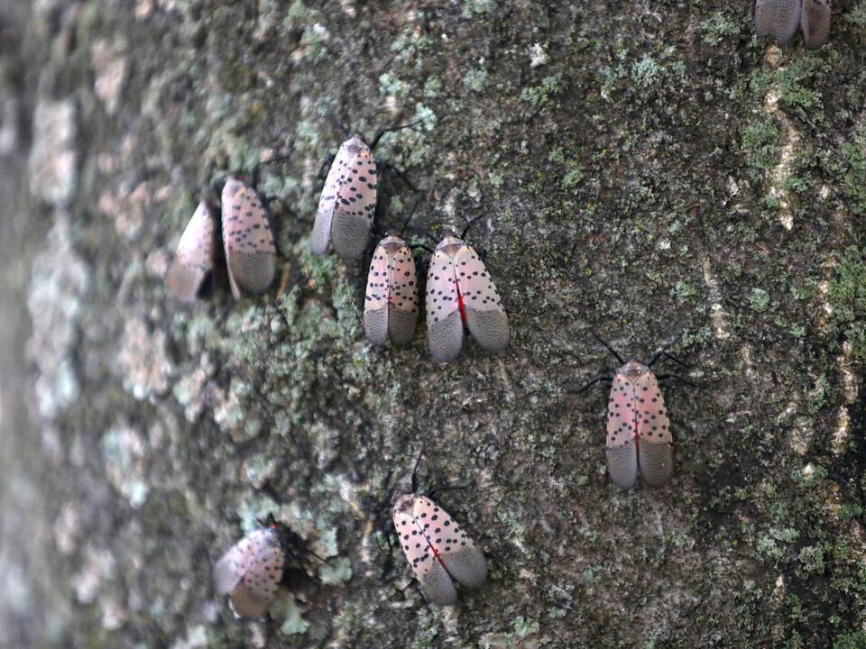 Spotted lanternflies to soon hatch across N.Y. in numbers bigger than ...