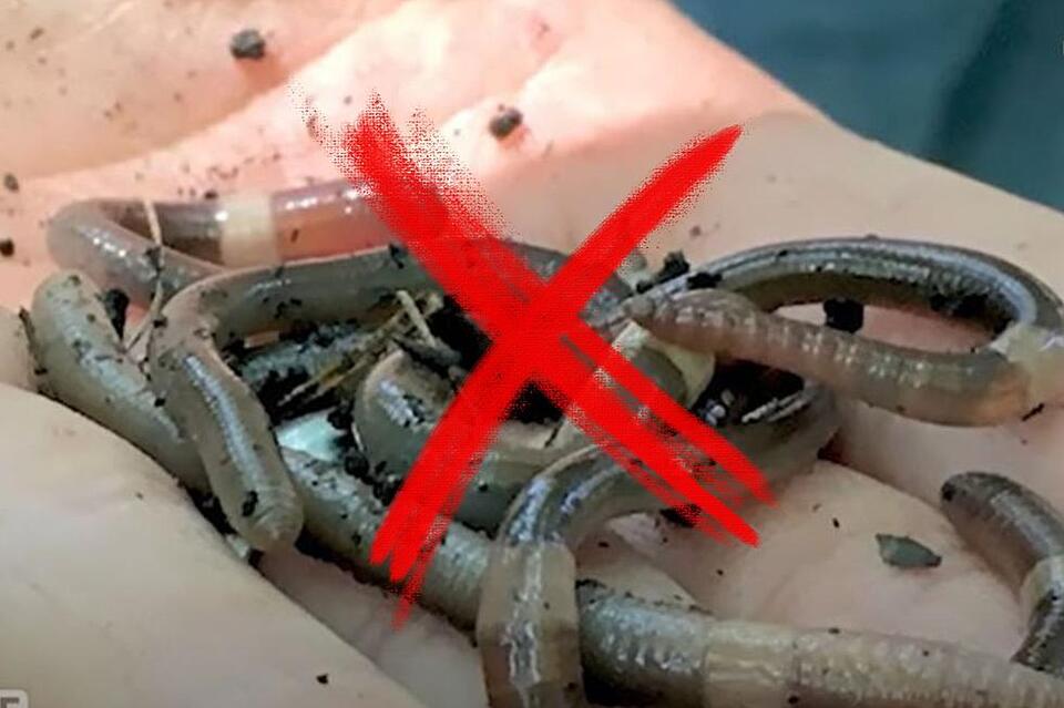 ‘If You See Them, KILL Them.’ Harmful Jumping Worms Will Invade Texas ...